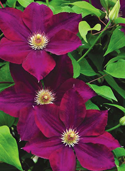 Clematis - Queen of Vines