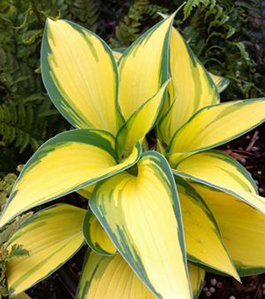 HOSTA