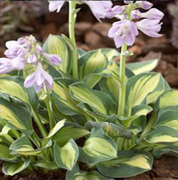 HOSTA