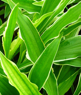 HOSTA