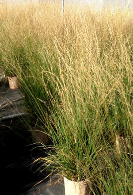 ORNAMENTAL GRASSES