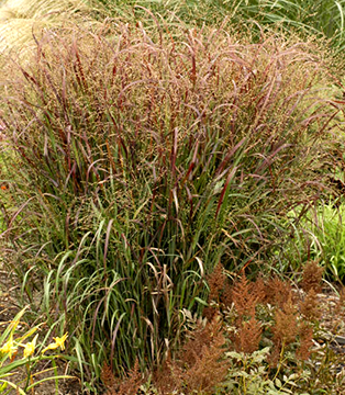ORNAMENTAL GRASSES